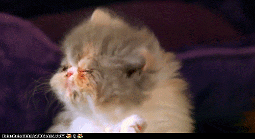 Shake it up GIF - Find on GIFER