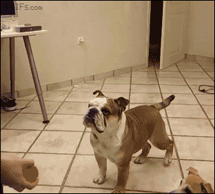 Fail catch GIF - Find on GIFER