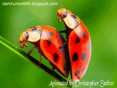 GIF bug - animated GIF on GIFER
