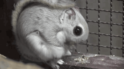 Flying Squirrel Gif