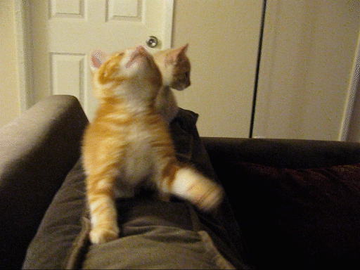 Cat excited GIF - Find on GIFER