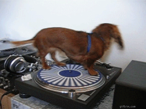 Cute dog time GIF - Find on GIFER