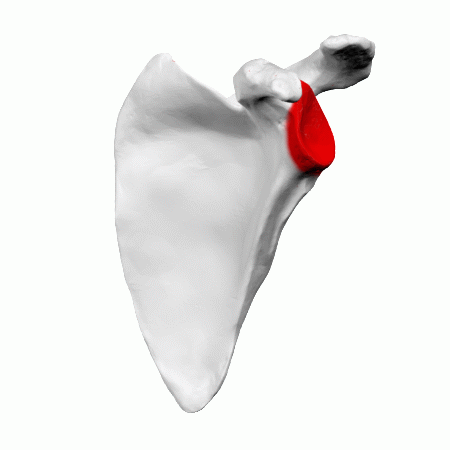 Head GIF - Find on GIFER