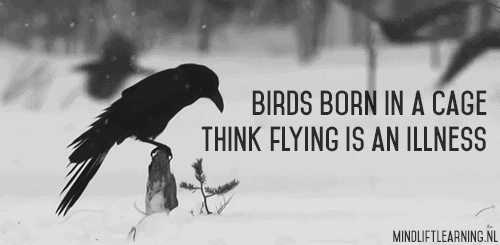 Birds ravens GIF - Find on GIFER