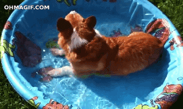 Funny cute dog GIF - Find on GIFER