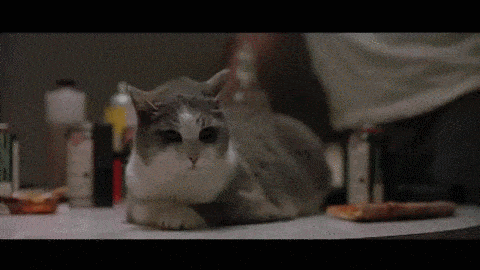 Cat post nothing GIF - Find on GIFER