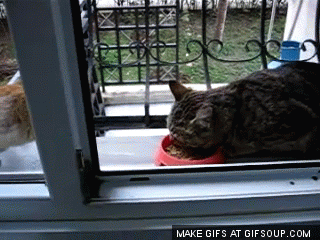GIF cat thief act - animated GIF on GIFER