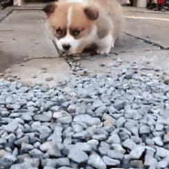 Legs cutest GIF - Find on GIFER