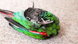 Bird animals colorful GIF - Find on GIFER