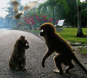 Monkey business GIF - Find on GIFER