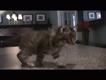 Lamp cat animals GIF - Find on GIFER