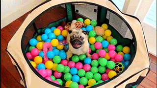 Animal pug ball pit GIF - Find on GIFER
