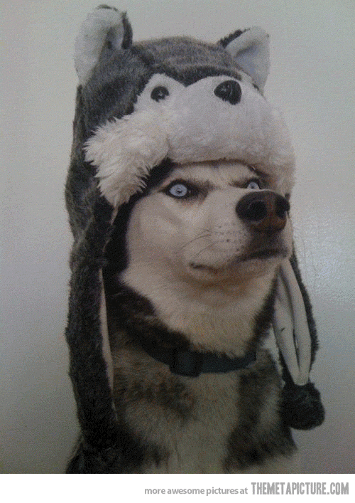 GIF hat - animated GIF on GIFER