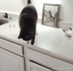 Reverse GIF - Find on GIFER