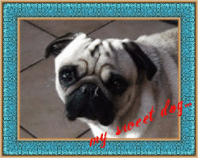 Pug GIF - Find on GIFER