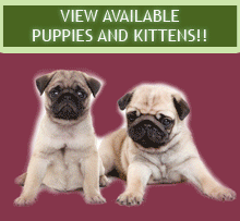 Puppies GIF - Find on GIFER