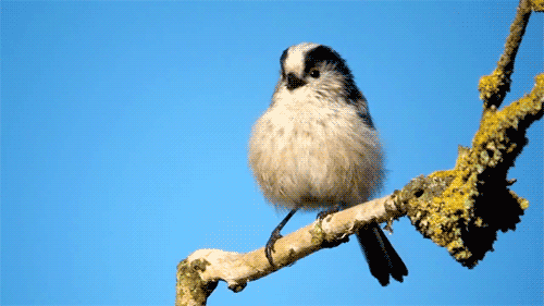 Bird GIF - Find on GIFER