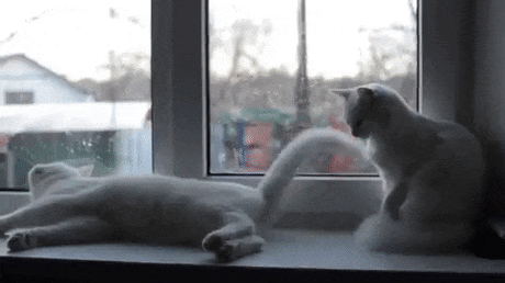 GIF fighting - animated GIF on GIFER