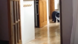 GIF life - animated GIF on GIFER