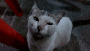 Meow GIF - Find on GIFER