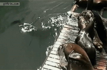 Dump GIF - Find on GIFER