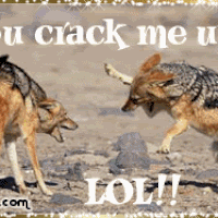 GIF crack - animated GIF on GIFER