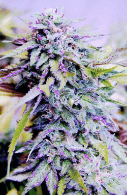 Marijuana pot GIF - Find on GIFER