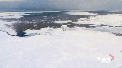 Canada GIF - Find on GIFER