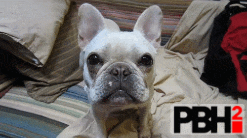 French GIF - Find on GIFER