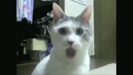 Meow GIF - Find on GIFER