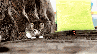 GIF animals kitten rolling - animated GIF on GIFER