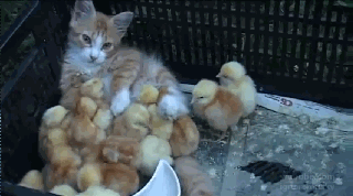 Chicks GIF - Find on GIFER