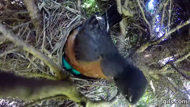 GIF richard simmons - GIF animado em GIFER