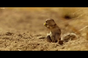 Reaction squirrel anything GIF - Find on GIFER