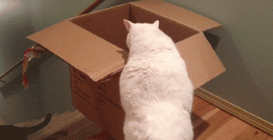 Blanco o negro blanco y negro GIF - Encontrar en GIFER