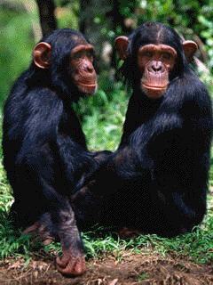 GIF animal friendship - animated GIF on GIFER
