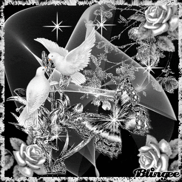 Dove GIF - Find on GIFER