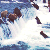 Animals nature GIF - Find on GIFER