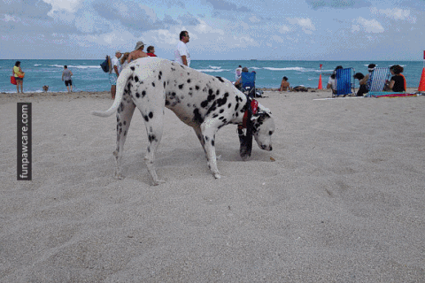 Miami beach GIF - Find on GIFER