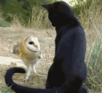 Boxing GIF - Find on GIFER