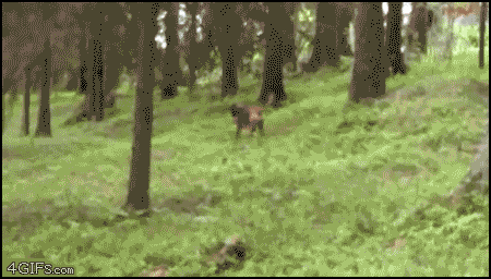 Hunting dog GIF - Find on GIFER