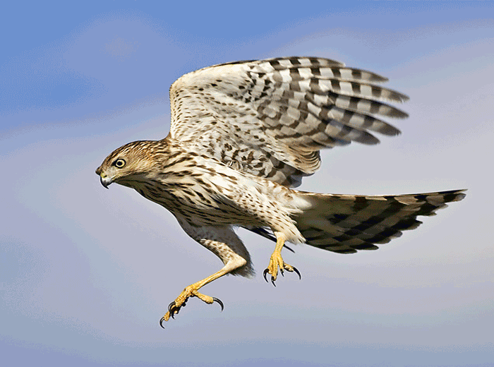 Birds GIF - Find on GIFER