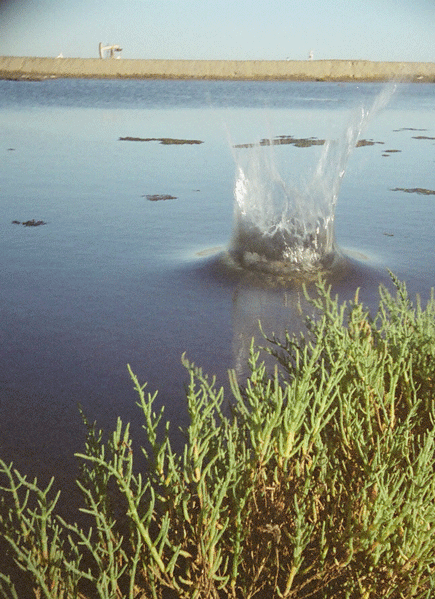 Splash GIF - Find on GIFER