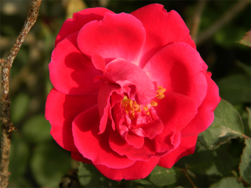 GIF rose - animated GIF on GIFER
