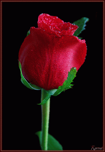Rose GIF - Find on GIFER