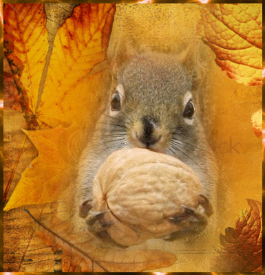 Squirrel GIF - Find on GIFER