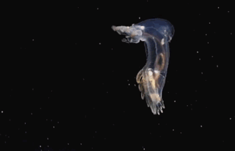 GIF sea creature - animated GIF on GIFER