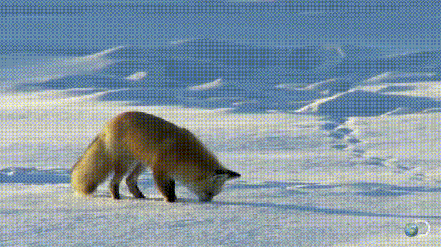 Cold snow diving GIF - Find on GIFER