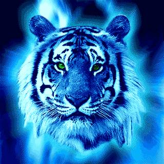 Tigers GIF - Find on GIFER