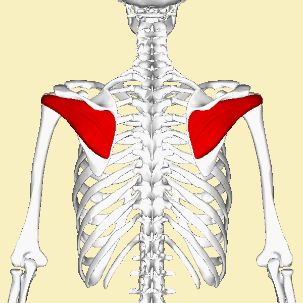 Muscles GIF - Find on GIFER